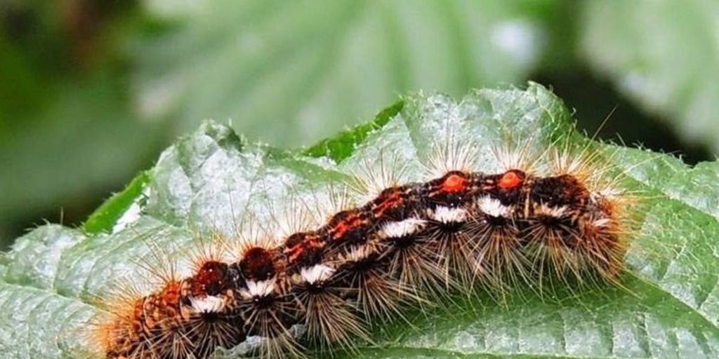 Provincia de Cádiz: ¿Qué es la lagarta peluda? El insecto que amenaza ...