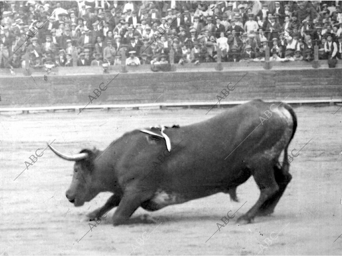 El Toro que Mató el picador torero de un puyazo - Archivo ABC